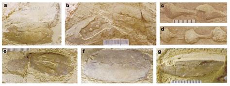 The Lower Cambrian Vetulicolian Vetulicola Cuneata A±e From