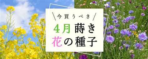 草花種子（小袋）4月まきの花の種 小林種苗公式通販