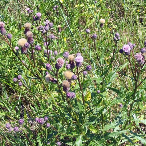 Kuth In Ayurveda Benefits Uses And Safety Deep Ayurveda