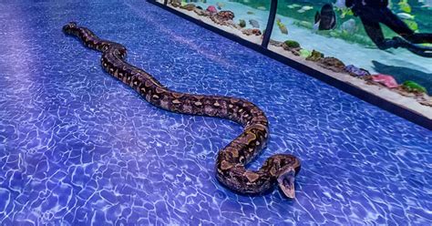 Record Breaking 8 Meter Long Python Found In Malaysia Dies Attempting