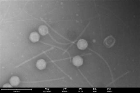Phenom Pharos A Compact Desktop Stem For Screening Negative Stained