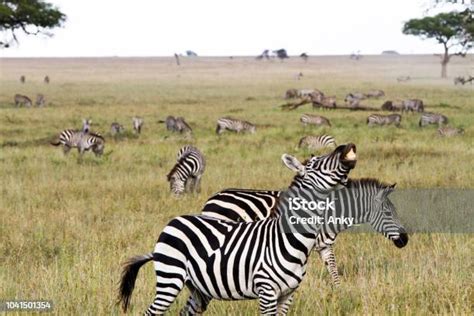 다른 패턴 탄자니아의 세 렝 게티에서 각 개인에 게 고유한 그들의 독특한 흑백 줄무늬 외 투에 의해 미국의 아프리카 Equids 의 얼룩말의 종 0명에 대한 스톡 사진 및