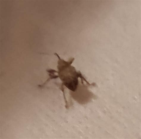 Um What Is This Bug Tick Shaped Squash Beetle Rwhatsthisbug