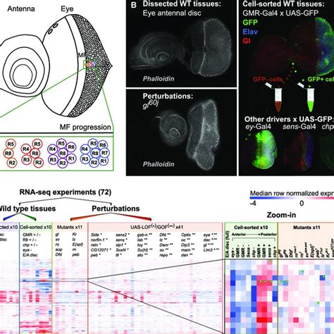 RNA Seq On Transcriptome Perturbations A Schema Representing The Download Scientific Diagram