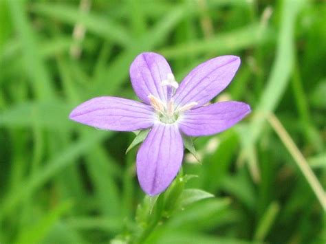 ヒナキキョウソウ姫桔梗草 素人が作る野草雑草花の図鑑