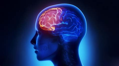 Structure And Function Of The Prefrontal Cortex