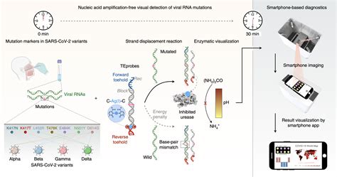 A Paper Based Assay For Nature Biomedical Engineering