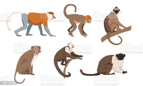 만화 스타일의 원숭이 세트 벡터 그림입니다 원숭이의 종류는 프로보시스 황금 스너브 코 파나마 흰 얼굴 카푸친 Rhesus 검은 문장 수마트라 랑구르 파이드 타마린입니다