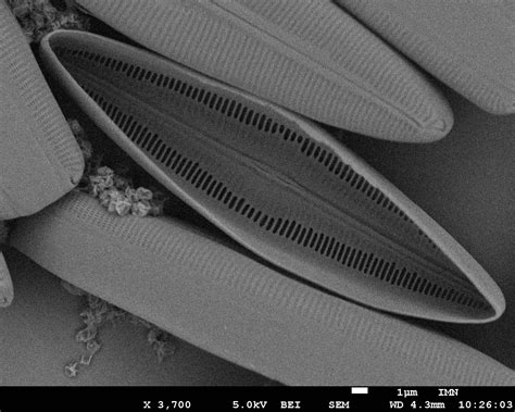 Roscoff Culture Collection Marine Microalgae Macroalgae Protists Bacteria And Viruses