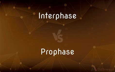 Interphase Vs Prophase — Whats The Difference