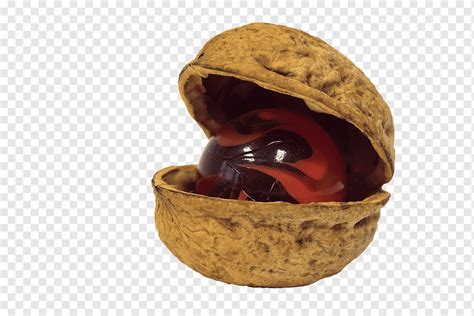 Скорлупа грецкого ореха картинка для детей