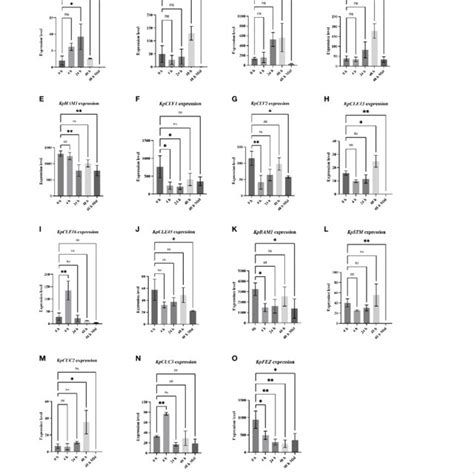 Phenotypic Comparison Between Wt And Kpwus Kpclv2 Kpcuc2 And Kpstm Download Scientific