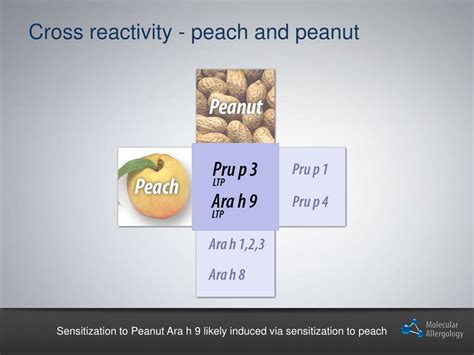 Ppt Peanut Allergy Diagnosis Cross Reactivity And Treatment Challenges Powerpoint