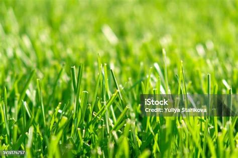 클로즈업 녹색 잔디 잔디밭의 자연 녹지 배경 질감 녹색 바닥재 축구 경기장 훈련을위한 잔디밭 잔디 골프 코스 녹색 잔디 패턴을 만드는 데 사용되는 이상적인 개념 0명에 대한