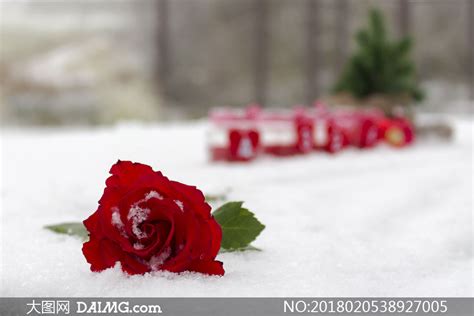 摆放在雪地上的玫瑰花摄影高清图片 大图网图片素材