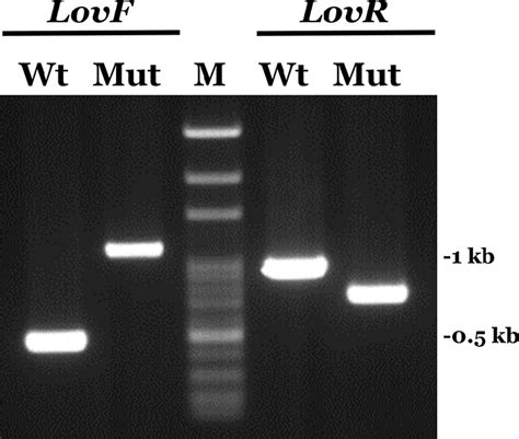 Iterative Genome Editing In A Terreus After The Plasmid Removal Download Scientific Diagram