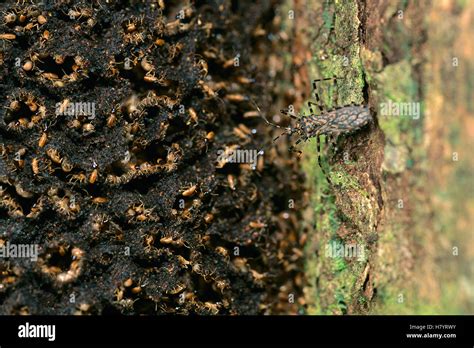Assassin Bug Reduviidae Waiting By An Arboreal Termite Nest For Prey