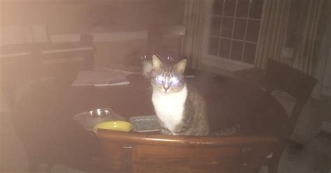 I Think Oliver Is Plotting Against Me Album On Imgur