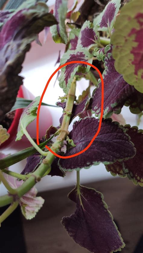 Whats Happening To My Coleus R Plantclinic