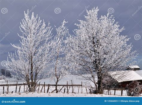 Trees Covered By Snow In During Winter Stock Image Image Of Wintry Tree 12566023