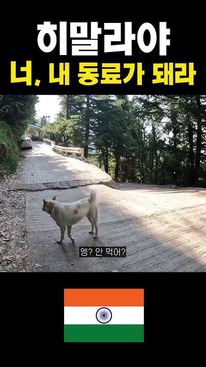 인도 히말라야 강아지 동료 구하기 Youtube