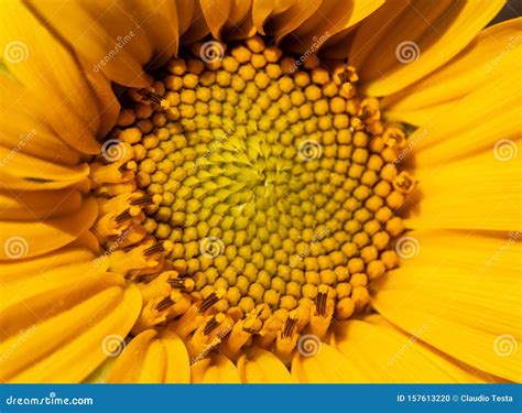 Fibonacci Sequence Stock Photo Image Of Blossom Ethereal 157613220