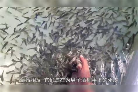 温泉鱼有多恐怖整鱼进去骨架出来 温泉鱼 骨架
