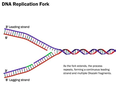 Dna Replication Steps For Dummies