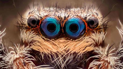 Jumping Spider Everything You Need To Know 7 Facts
