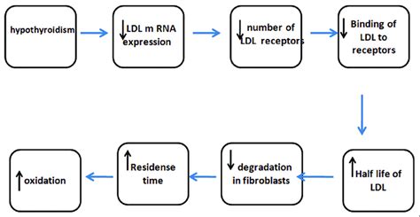 Pathophysiology Of Hypothyroidism Download Scientific Diagram
