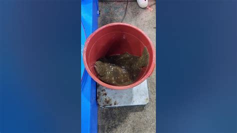 무거운 광어 잡느라 고생 많으신 사장님 감사히 잘 먹겠습니다 Youtube