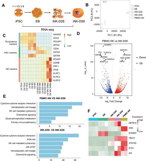 Comparative Dissection Of Transcriptional Landscapes Of Human Ipsc Nk Differentiation And Nk
