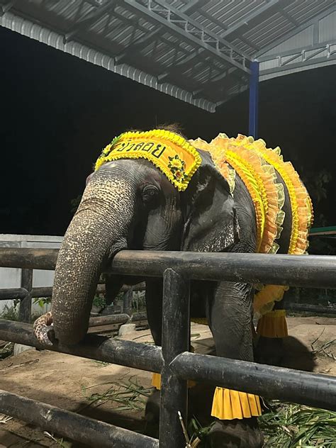 Surincitytalk อัพเดตทุกเรื่องเมืองสุรินทร์ ที่นี่อำเภอ ศีขรภูมิ รวมภาพชุดที่ 2 ชวนชมภาพตัว