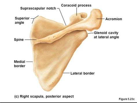 Scapula Bone Anatomy Labeled