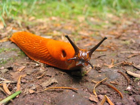 Why Slugs A Short And Simple Explanation For Why Slugs Are Beneficial