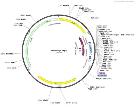 Pbluescript Sk 载体 质粒图谱 优宝生物