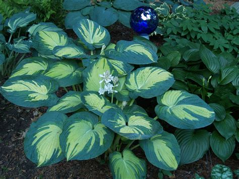 Hostas - Blue Hawaii and Dancing Queen - Knecht's Nurseries ...