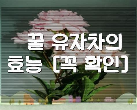 꿀 유자차의 효능 [꼭 확인]