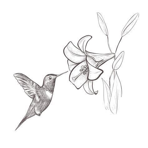 Hummingbirds And Flowers Drawings