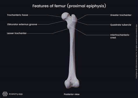 Features Of Femur Proximal Epiphysis Posterior View Anatomy App