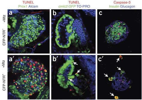 Cell Death Detectiondetection Of Apoptosis Using Aabb Tunel Download Scientific Diagram