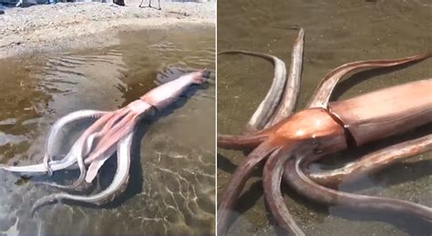 지진 전조” 심해 사는 3m ‘대왕오징어 일본 앞바다서 산 채로 발견 Ntd Korea