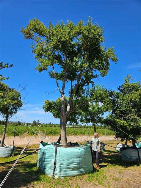 Kigelia Africana Sausage Tree Habitat Mature Tree Nursery