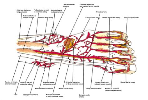 Foot Anatomy Artery At Kathryn Ono Blog