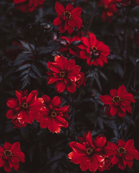 My Red Flowers At Timothy Jeffords Blog