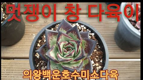 의왕백운호수미소다육 창다육 다육식물 다육이 다육이판매 다육판매 예쁜다육 Youtube