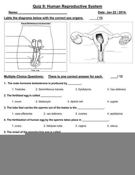 Anatomy And Physiology Reproductive System Worksheet Answers