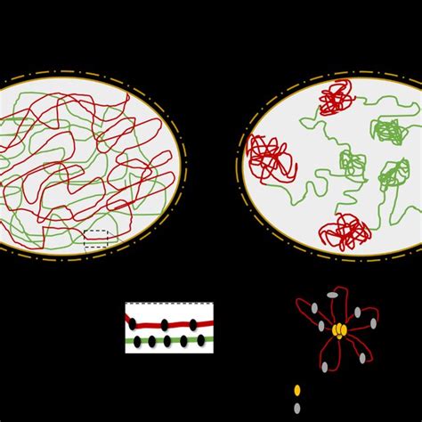 Spatial Organization Of Origins And Replication Timing Inspired From Download Scientific
