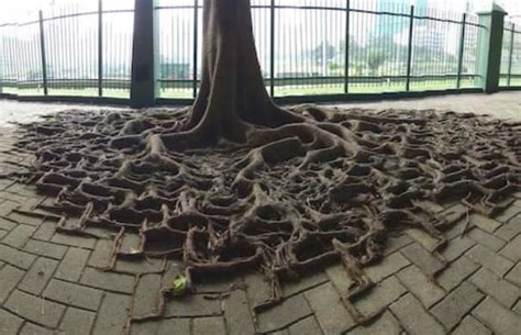 Square Root Rsatisfyingasfuck