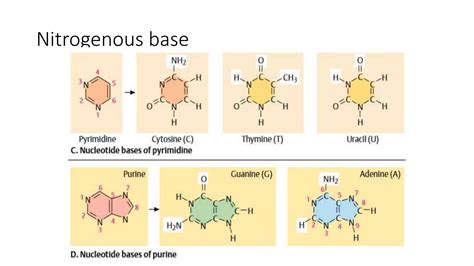 Basics Of Dna And Rna Nucleic Acid Ppt
